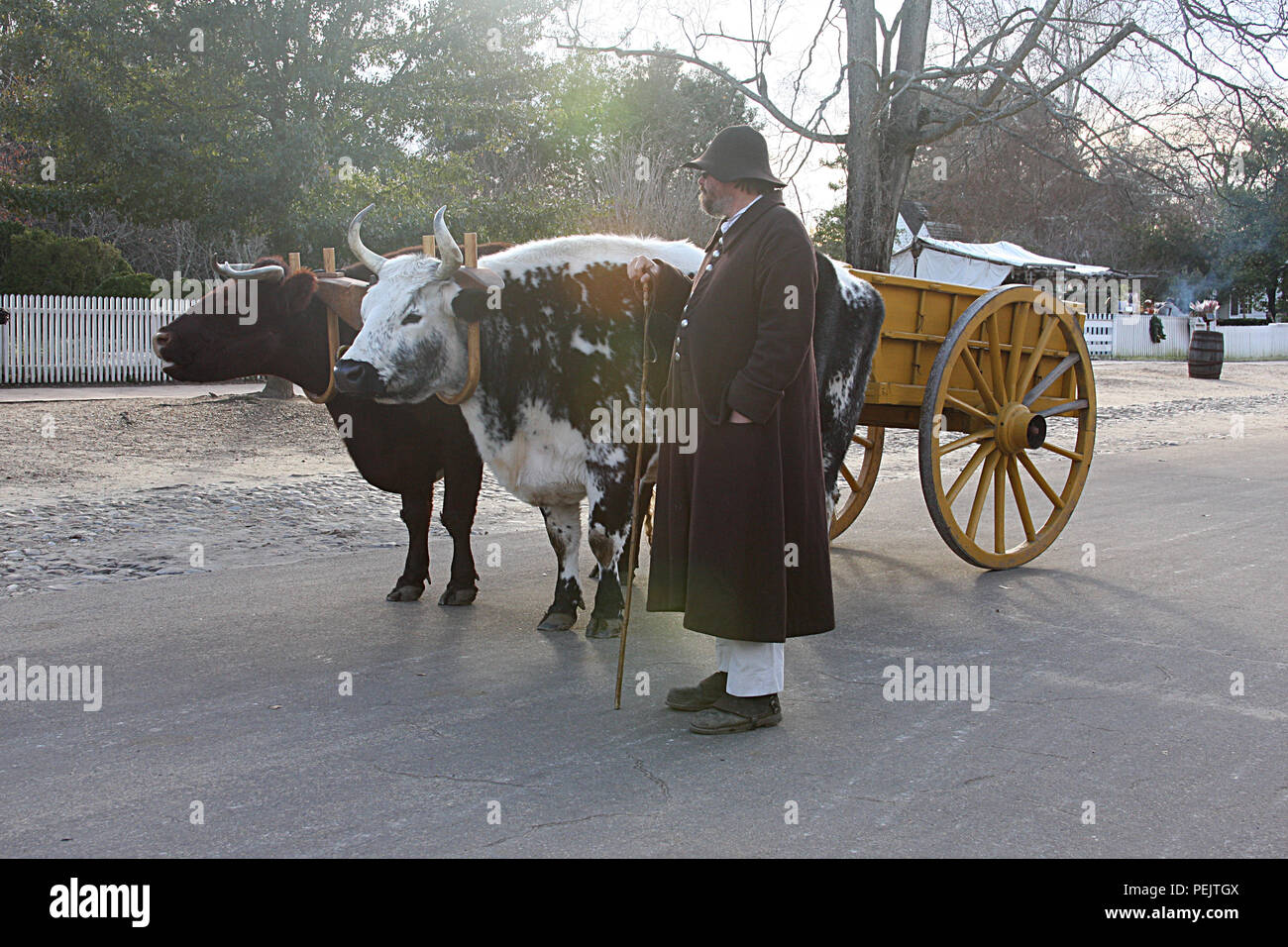Oxen pulling cart hi-res stock photography and images - Alamy