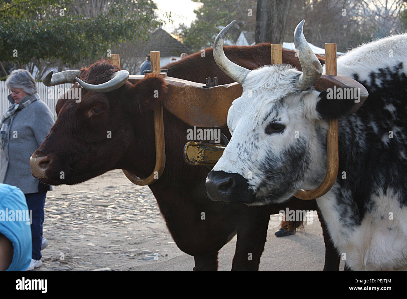 Oxen pulling cart hi-res stock photography and images - Alamy