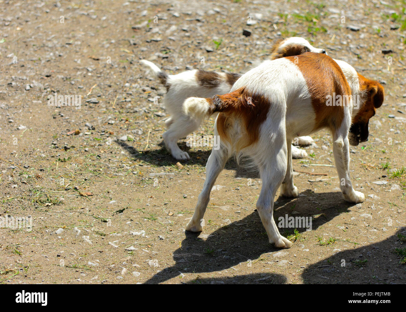 Why Do Puppies Bite Ears