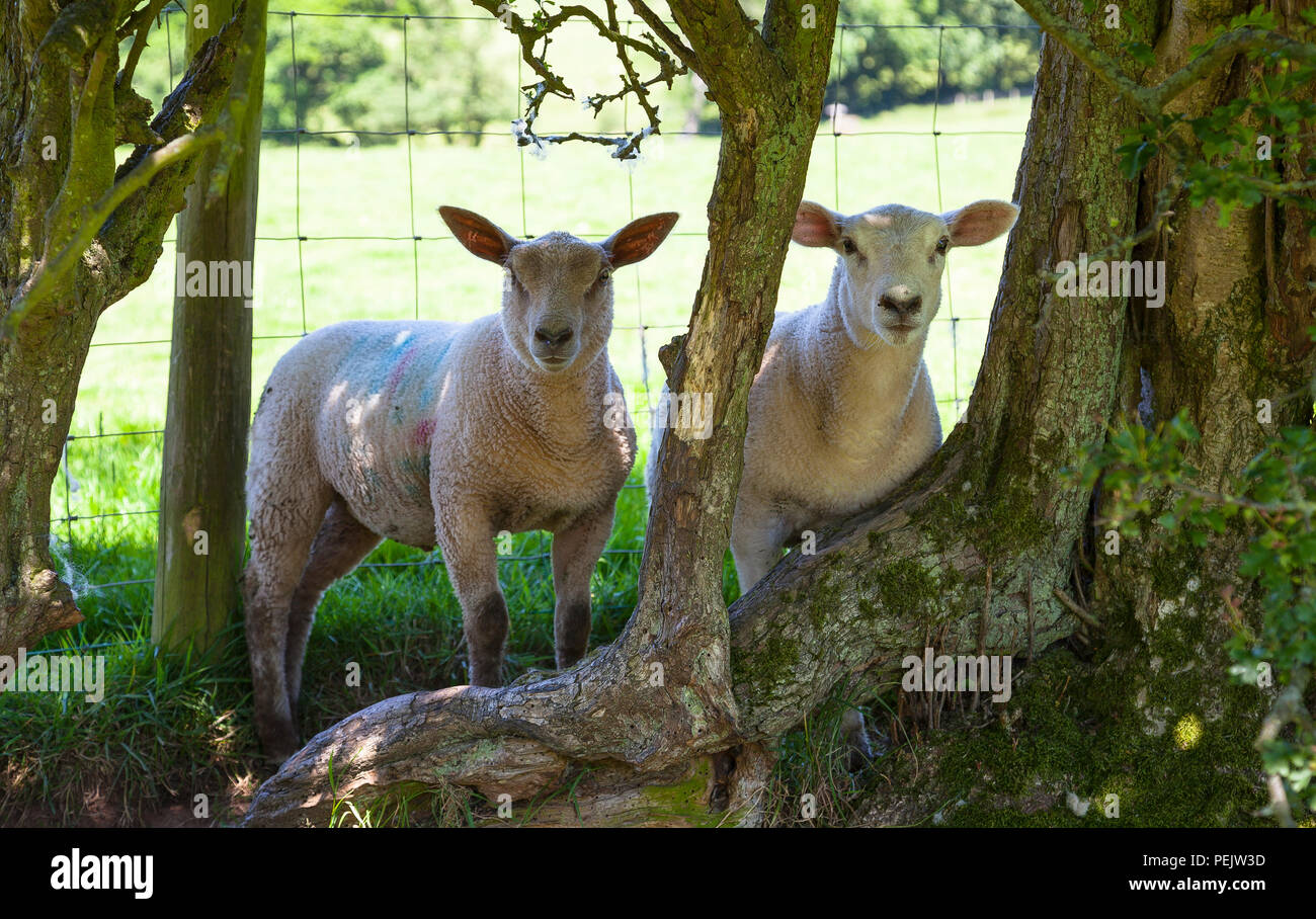 Uk Countryside Aerial Farm Sheep High Resolution Stock Photography and ...