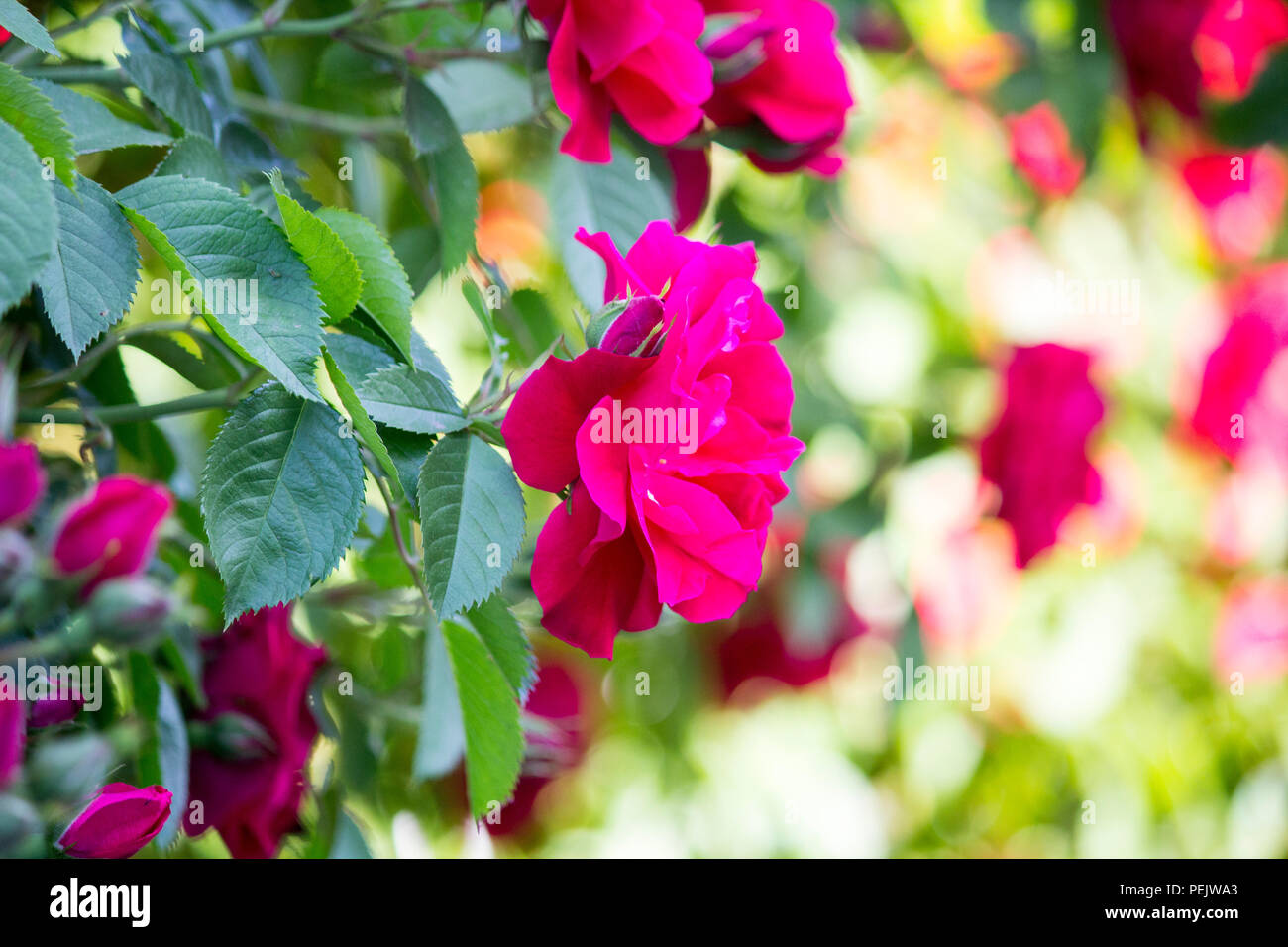The bush of a red tea rose Stock Photo - Alamy