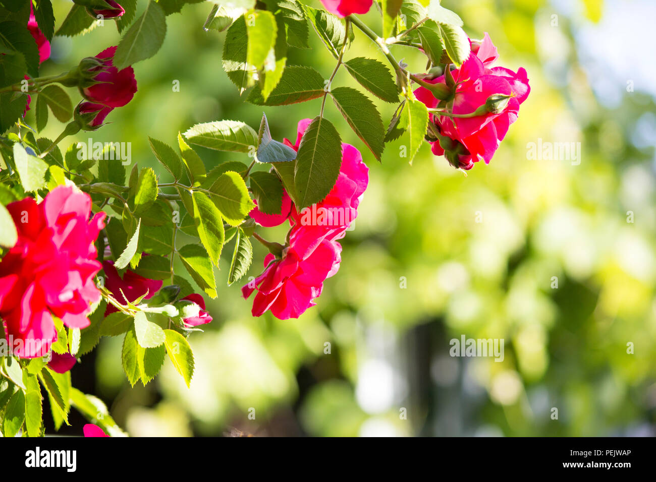 The bush of a red tea rose Stock Photo - Alamy
