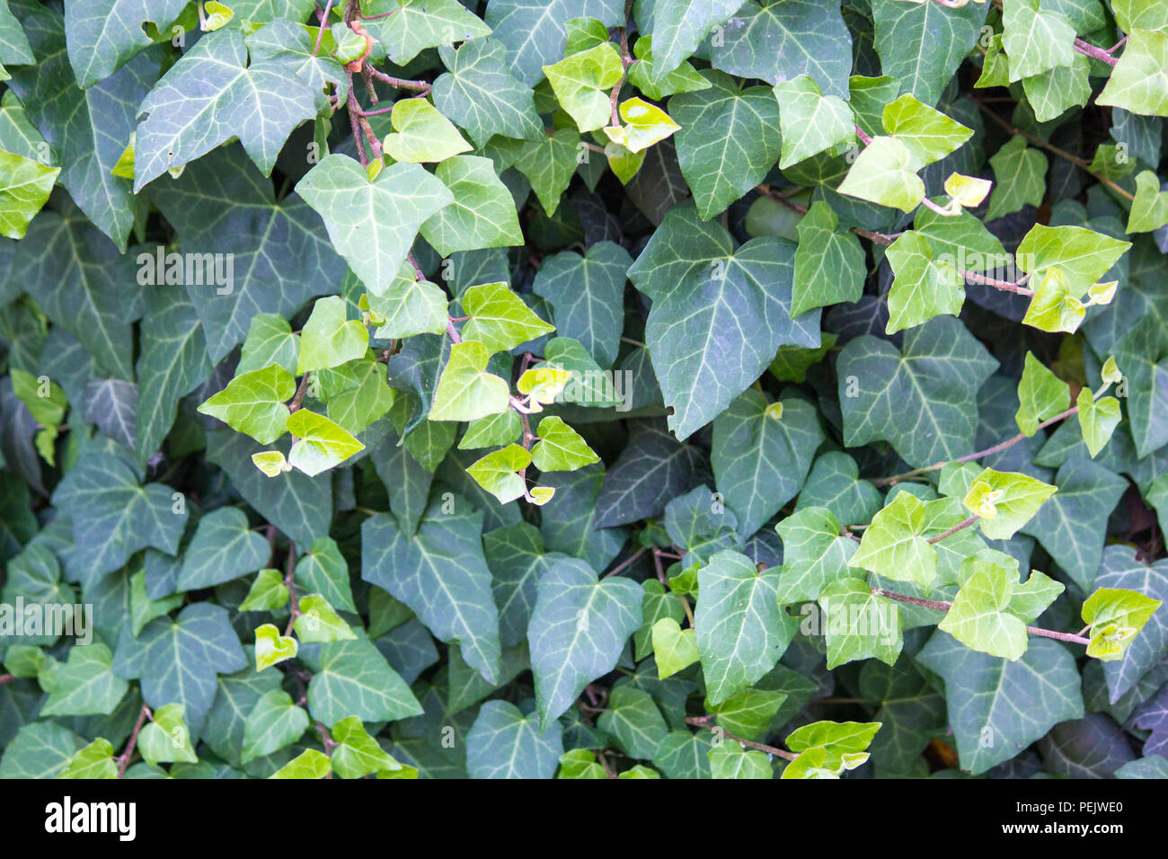 Ivy Branches. Ivy pattern. green floral background Stock Photo - Alamy