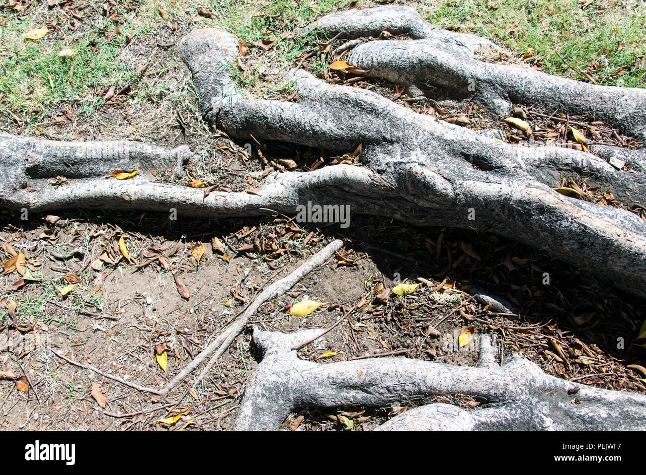 A view of old huge tree roots, leaves that can be used for backgrounds ...