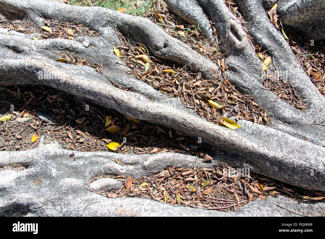 A view of old huge tree roots, leaves that can be used for backgrounds ...