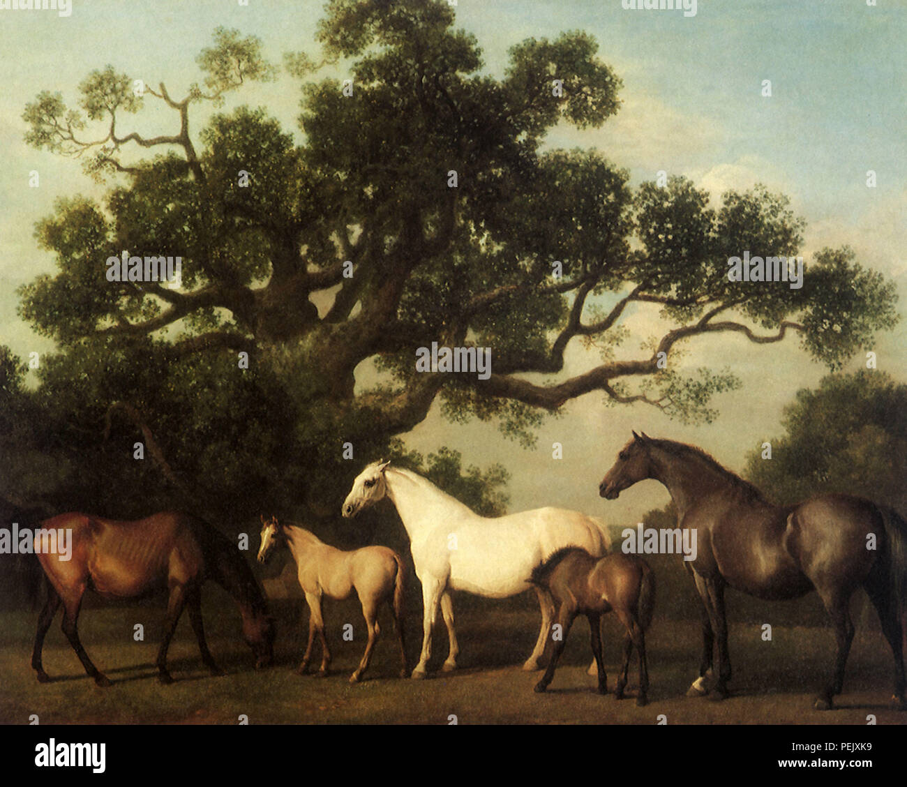 Horse under oak tree hi-res stock photography and images - Alamy