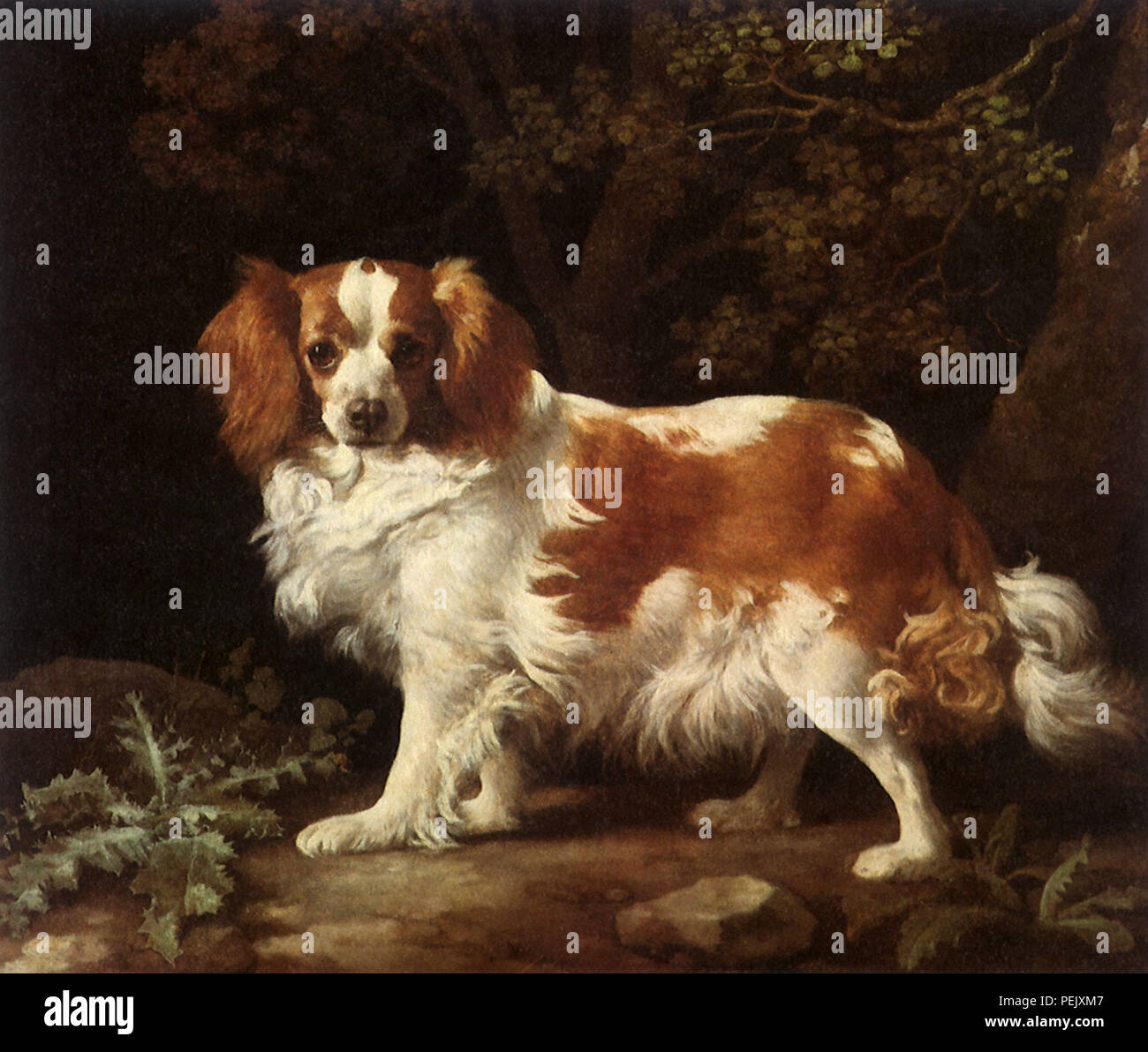 King george spaniel hi-res stock photography and images - Alamy