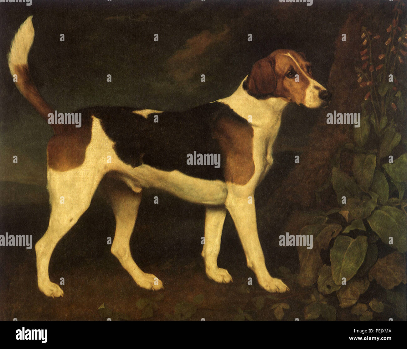 Ringwood, a Brocklesby Foxhound, Stubbs, George Stock Photo - Alamy