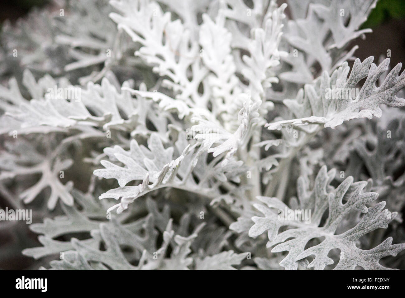 Top view ornamental grass plant hi-res stock photography and images - Alamy