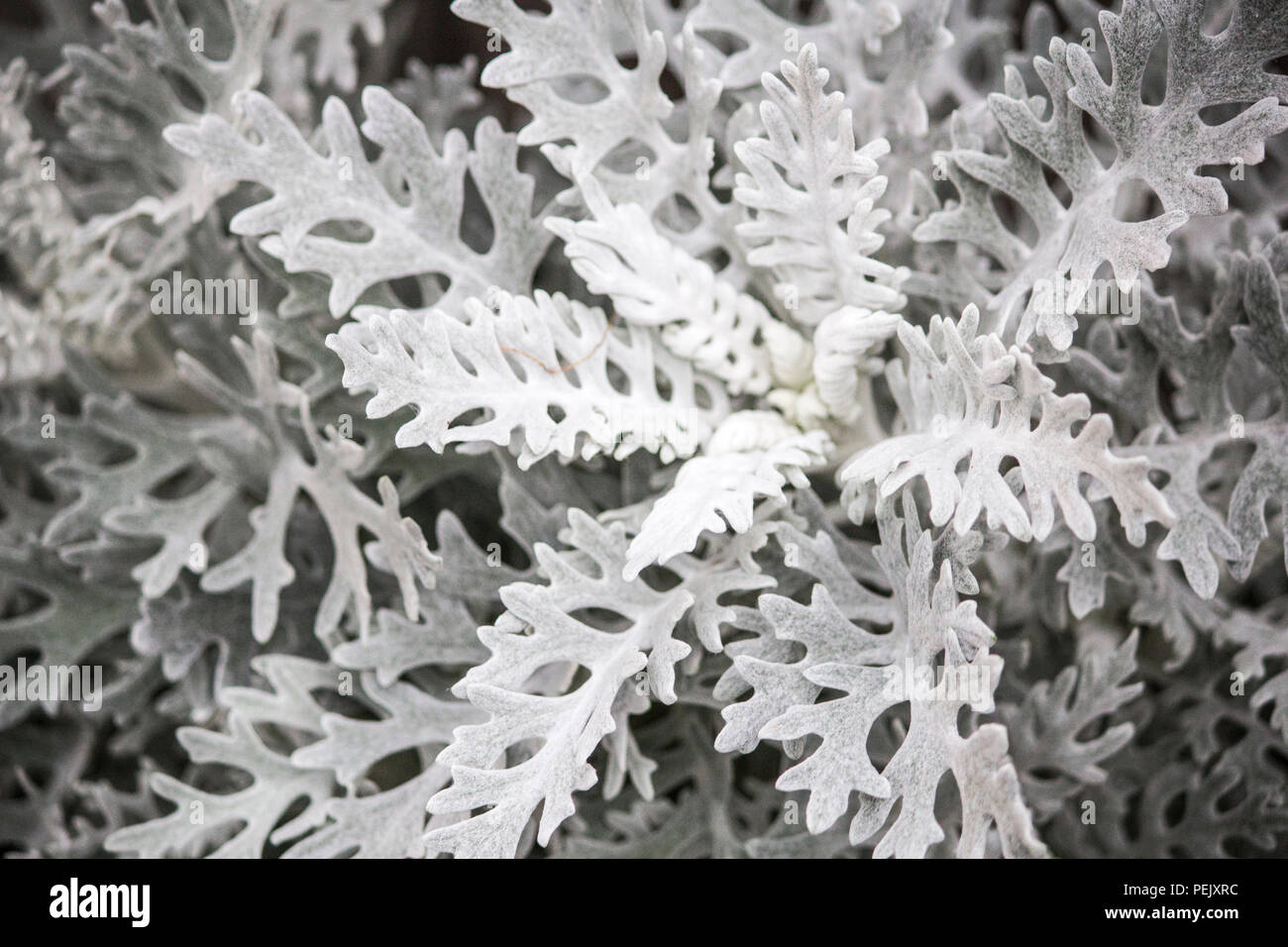 Bushwood hi-res stock photography and images - Alamy