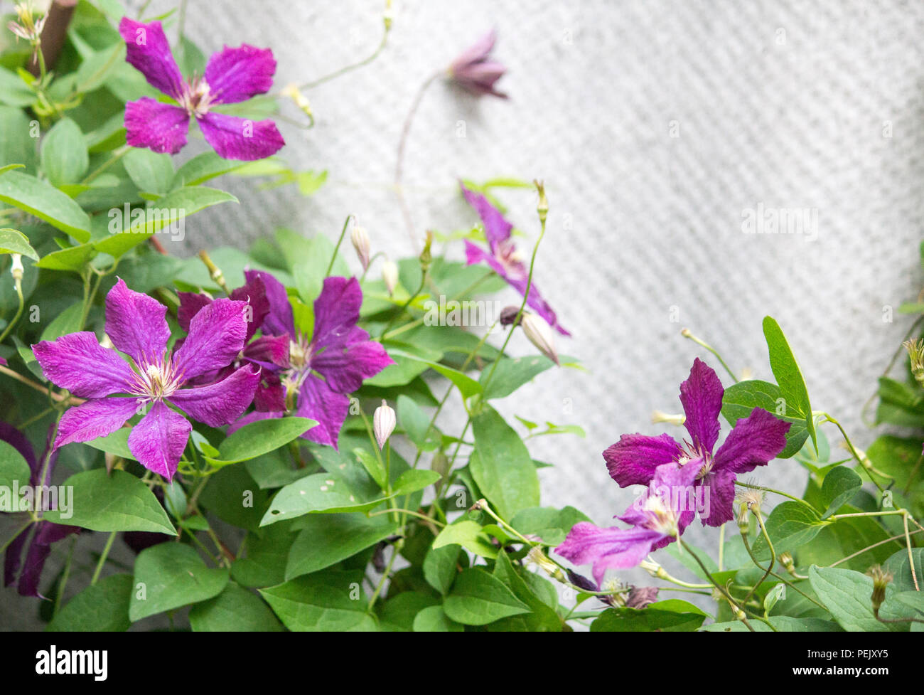 Clematis climbing wall flower hi-res stock photography and images - Alamy