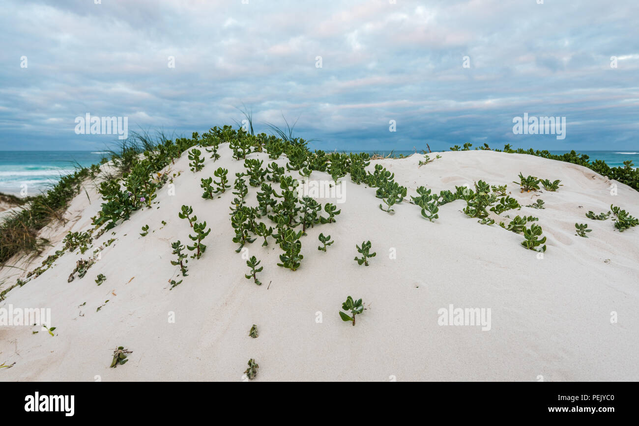 Sand dunes with grass and the beach near Lancelin, Perth, Western ...