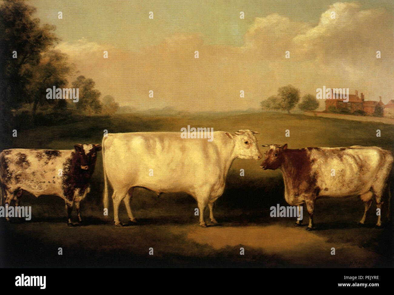 William henry davis cow hi-res stock photography and images - Alamy