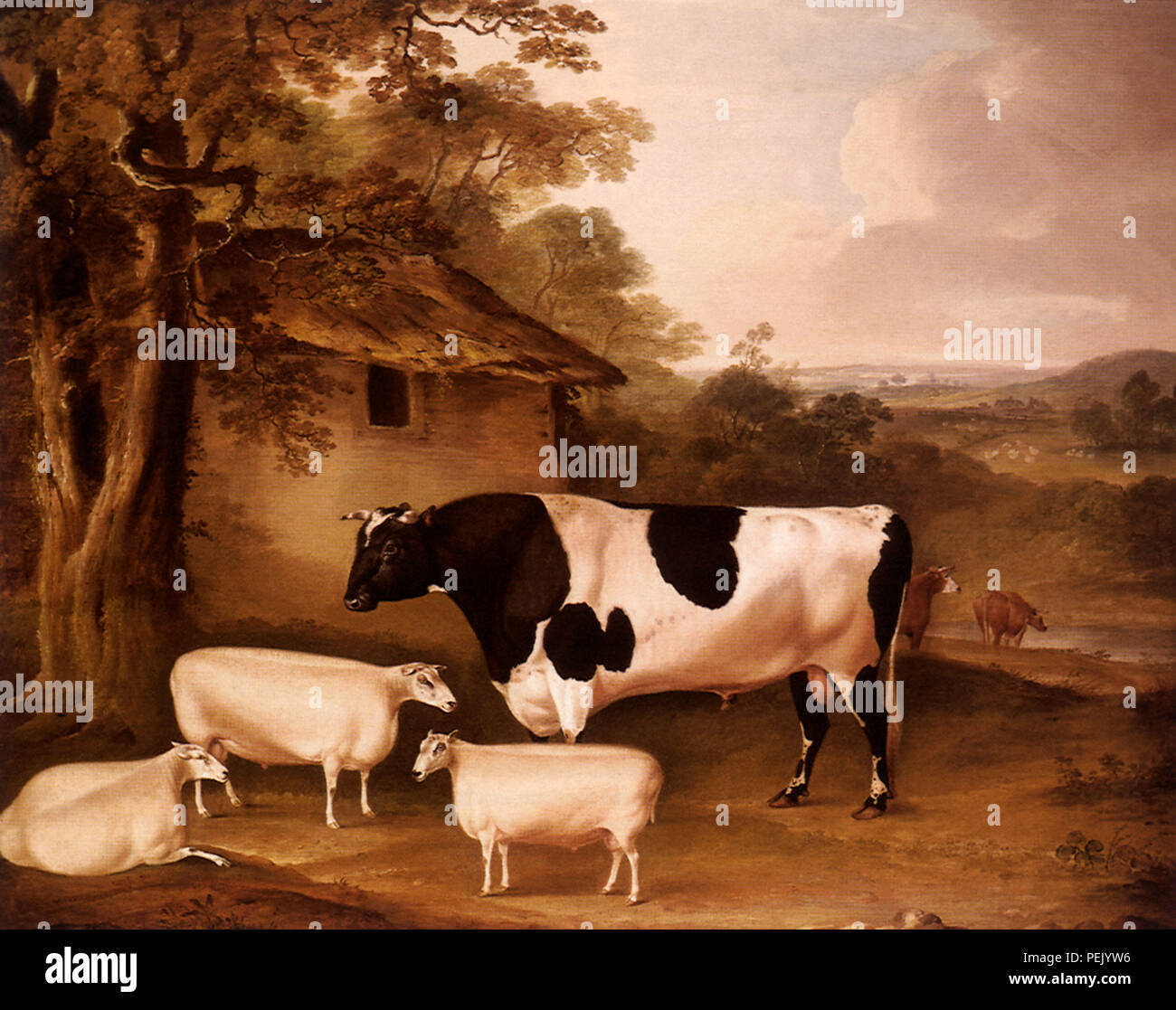 Holstein friesian bull calves hi-res stock photography and images - Alamy
