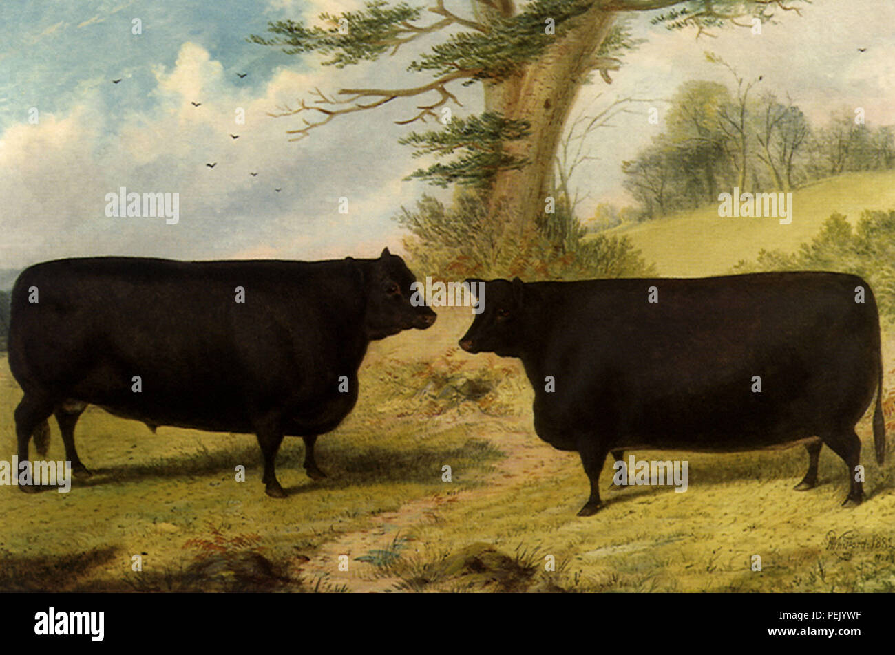Aberdeen Angus Cattle, Whitford, Richard Stock Photo - Alamy