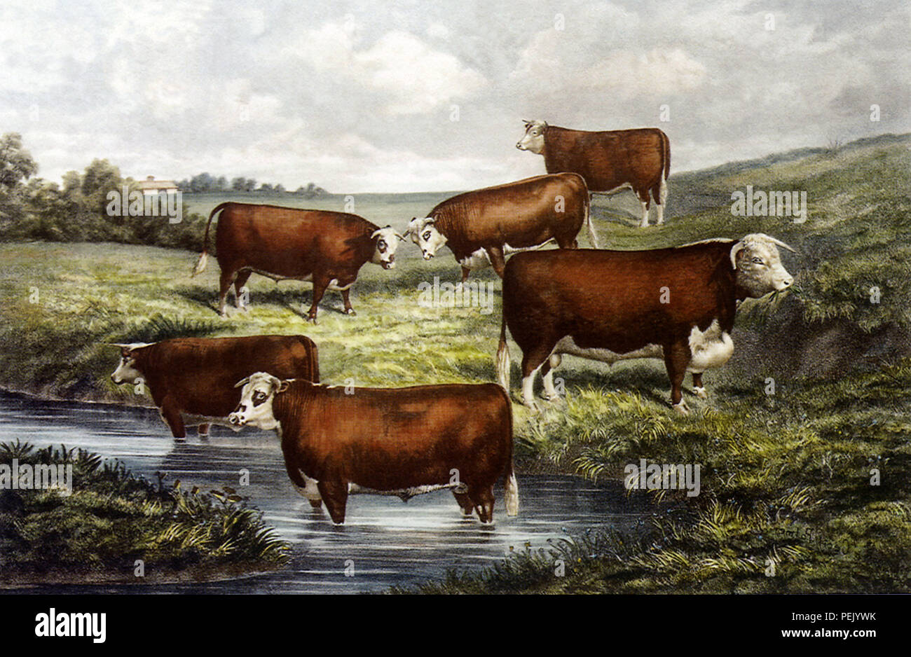 Hereford cattle illustration hi-res stock photography and images - Alamy