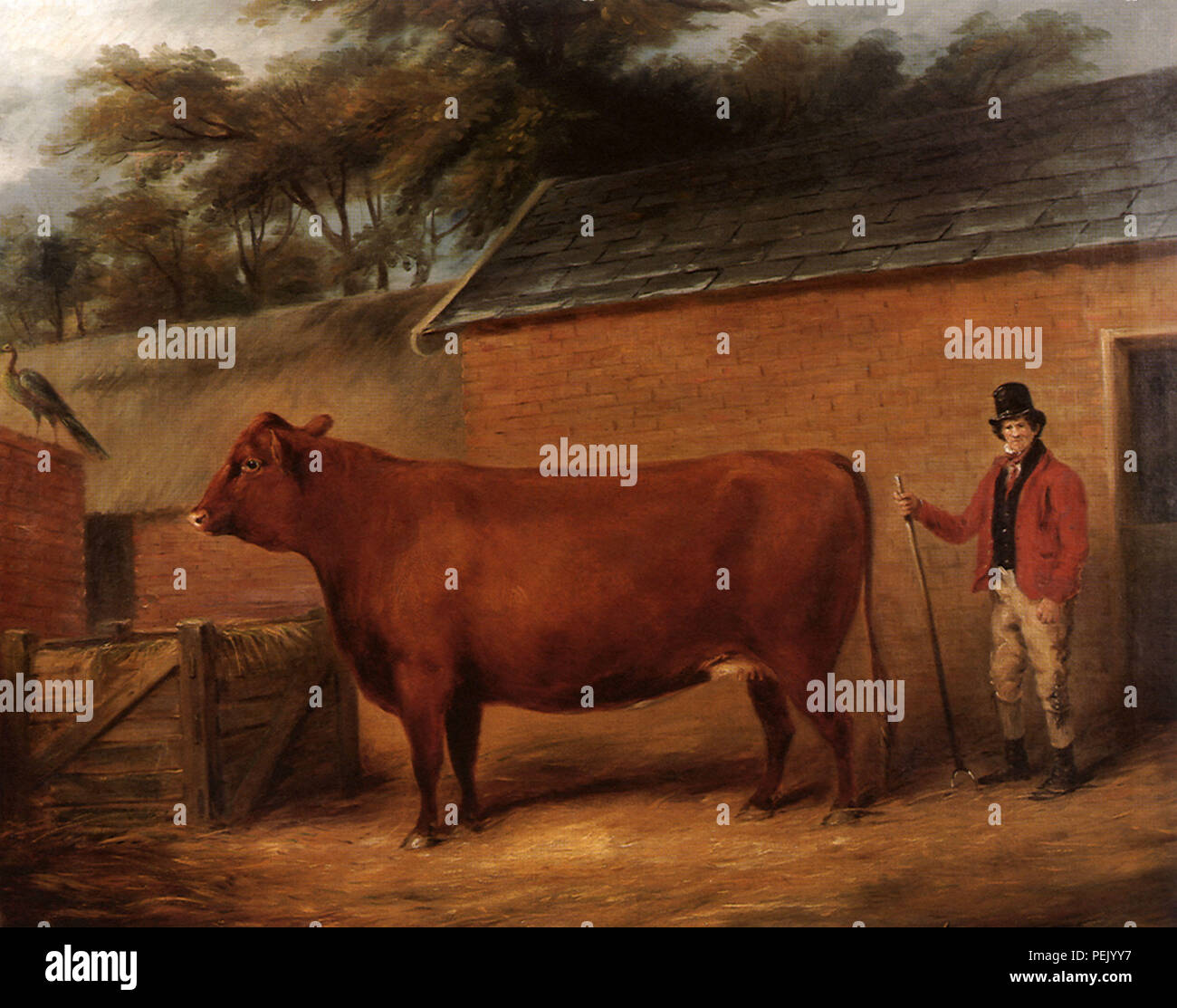 Farmer and Red Poll Cow, Unknown artist Stock Photo - Alamy