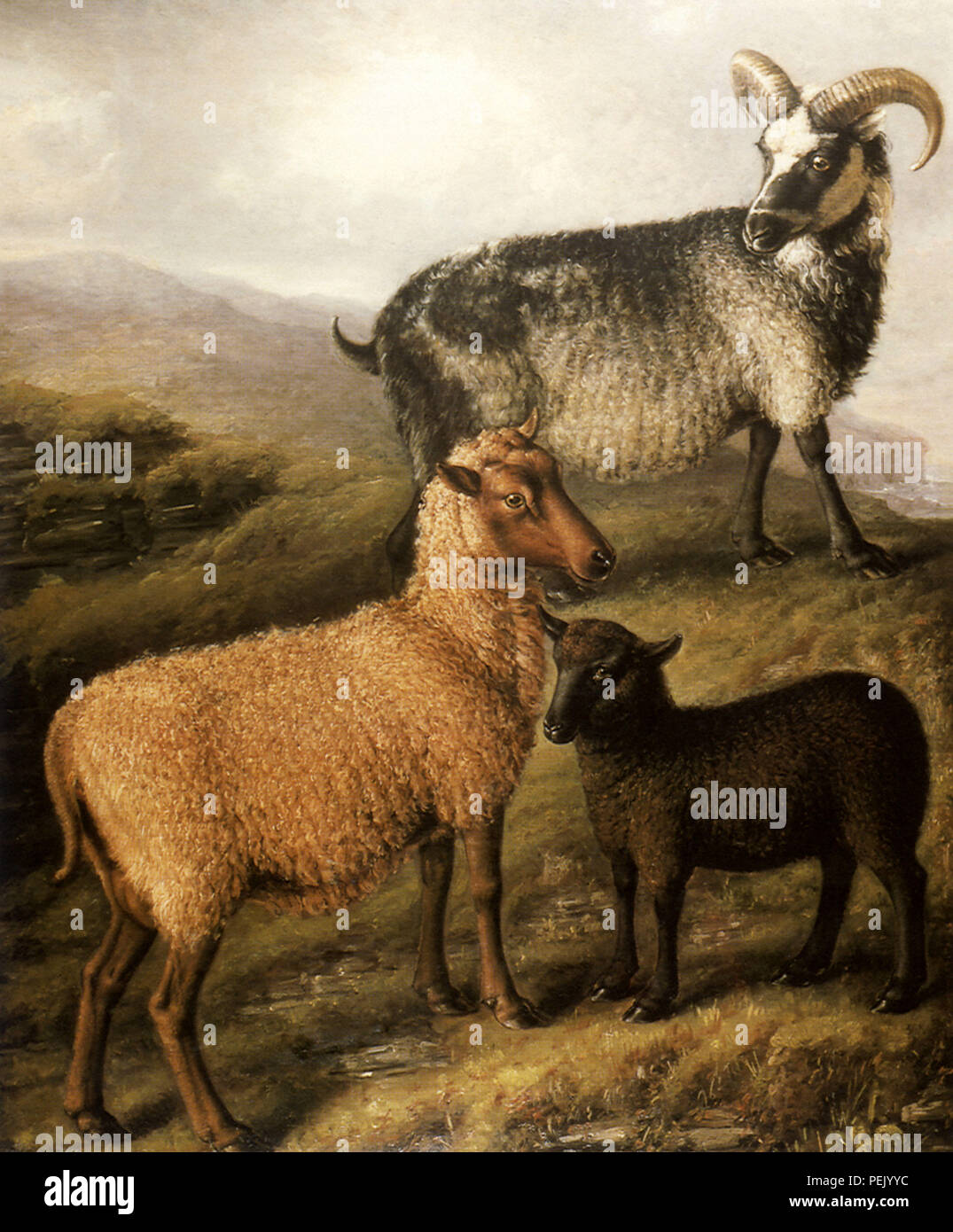William shiels lamb hi-res stock photography and images - Alamy