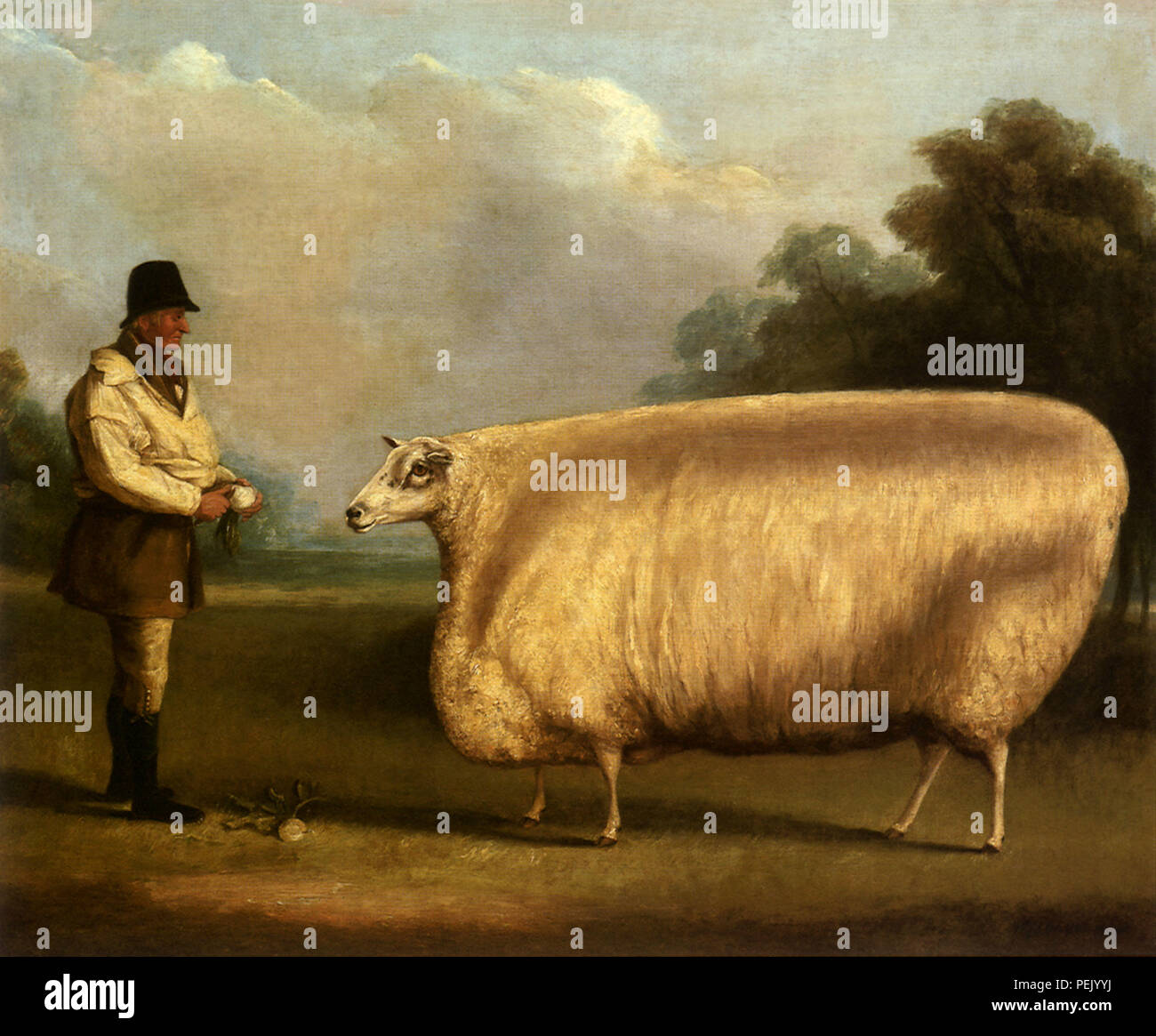 William davis sheep hi-res stock photography and images - Alamy