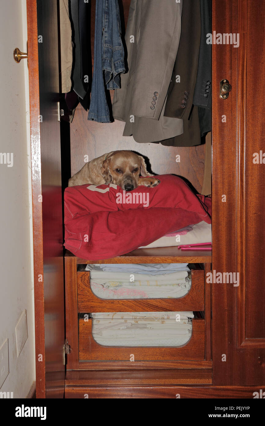 Small dog sleeping in wardrobe Stock Photo - Alamy