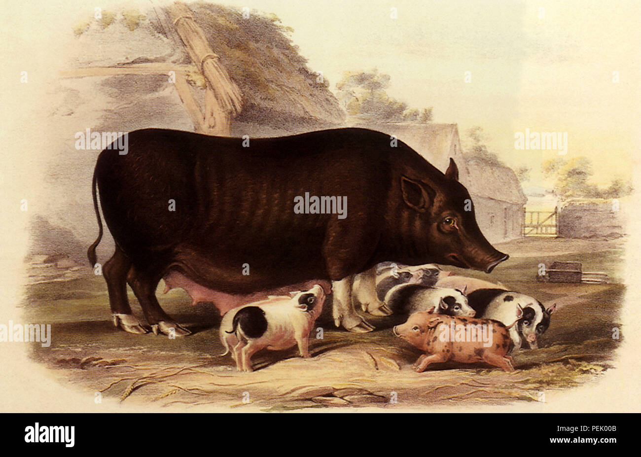 Siamese Pig and Litter, Nicholson, William Stock Photo - Alamy