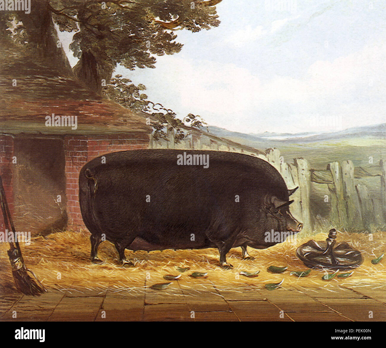 Improved Suffolk Pig, Vine, John Stock Photo - Alamy