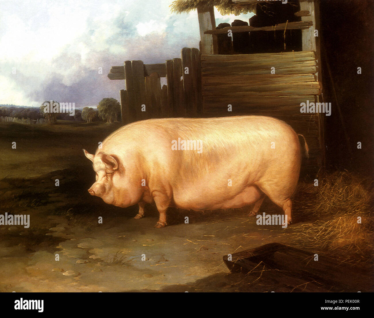 Middle White Sow, Dalby, John Stock Photo - Alamy