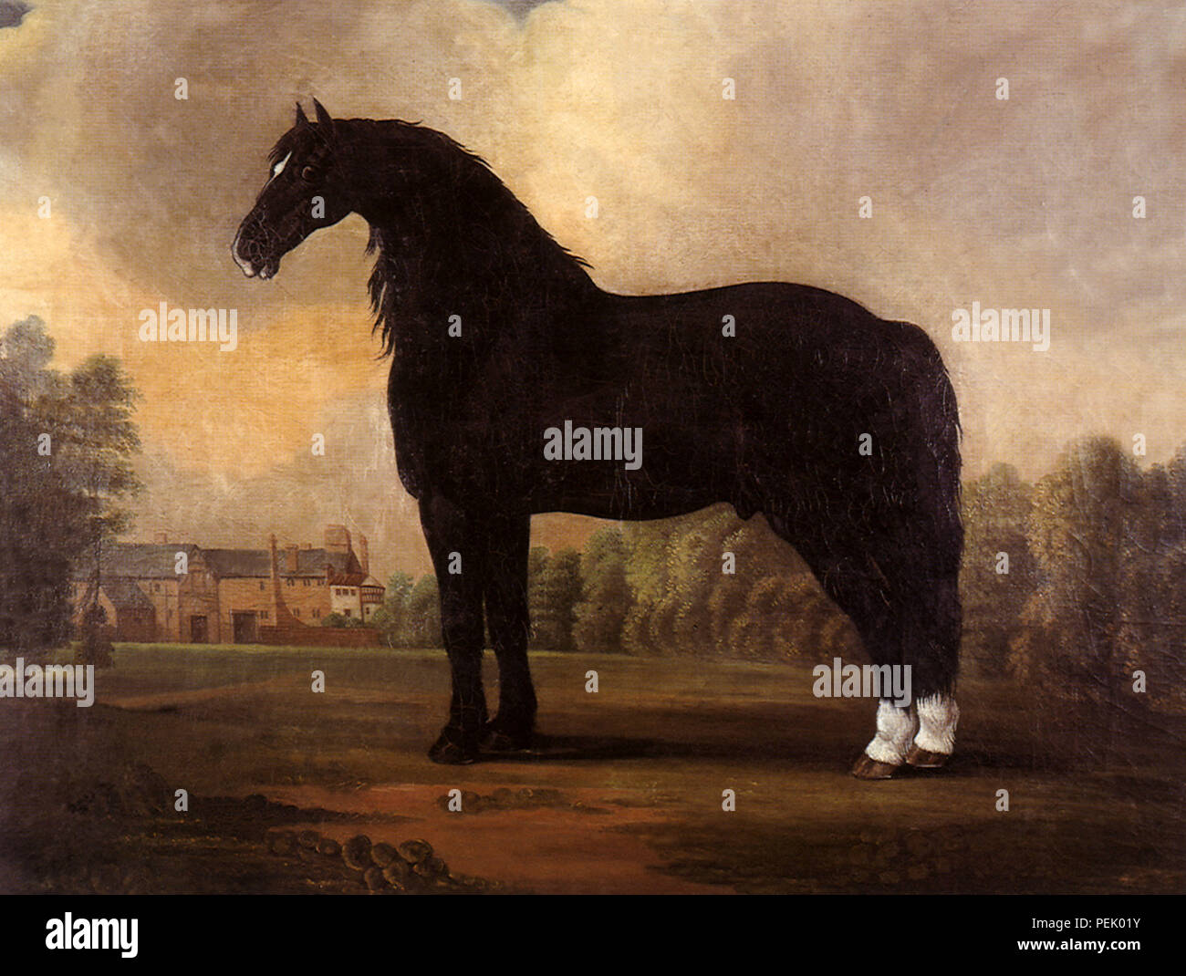 Robert Bakewell's Black Cart-Horse Stallion, Boultbee, John Stock Photo ...