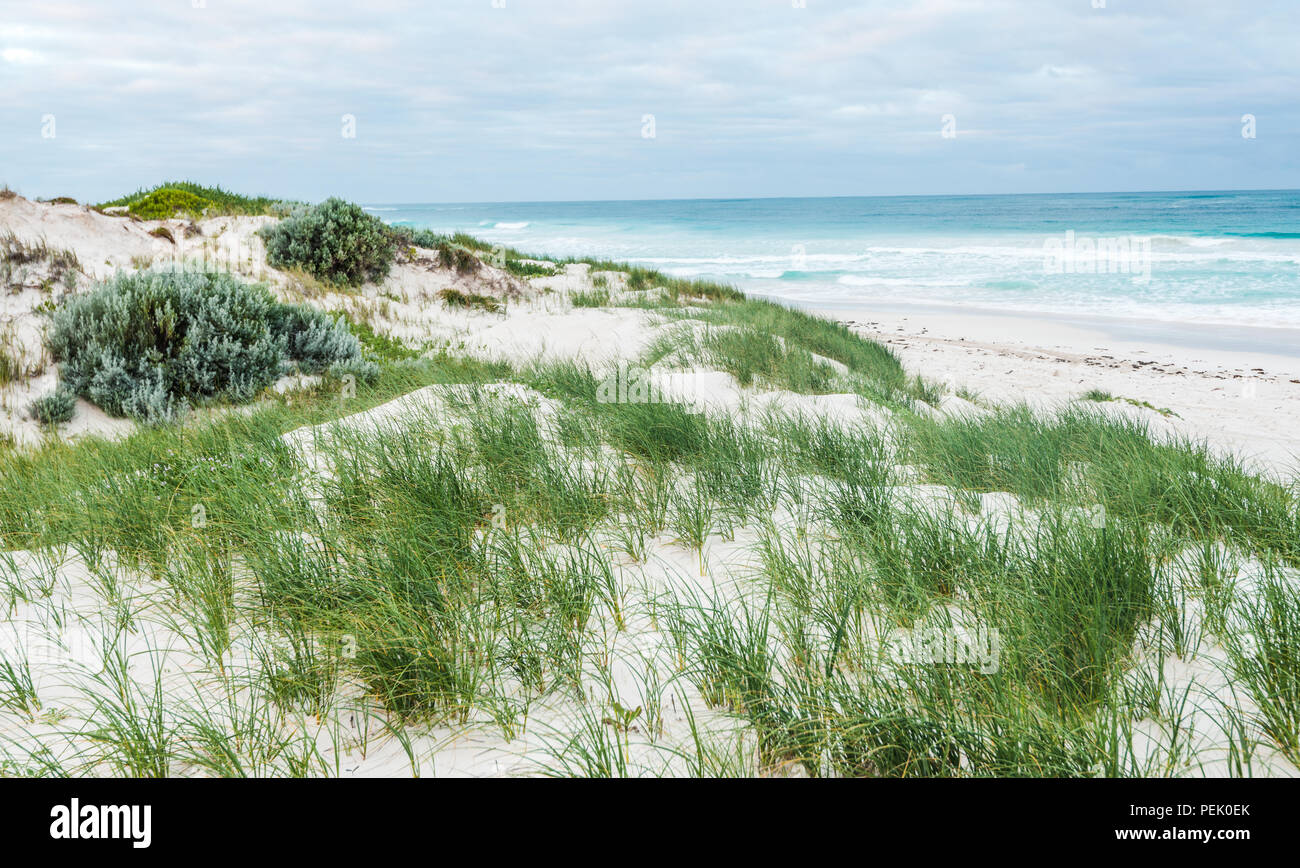 Sand dunes with grass and the beach near Lancelin, Perth, Western ...