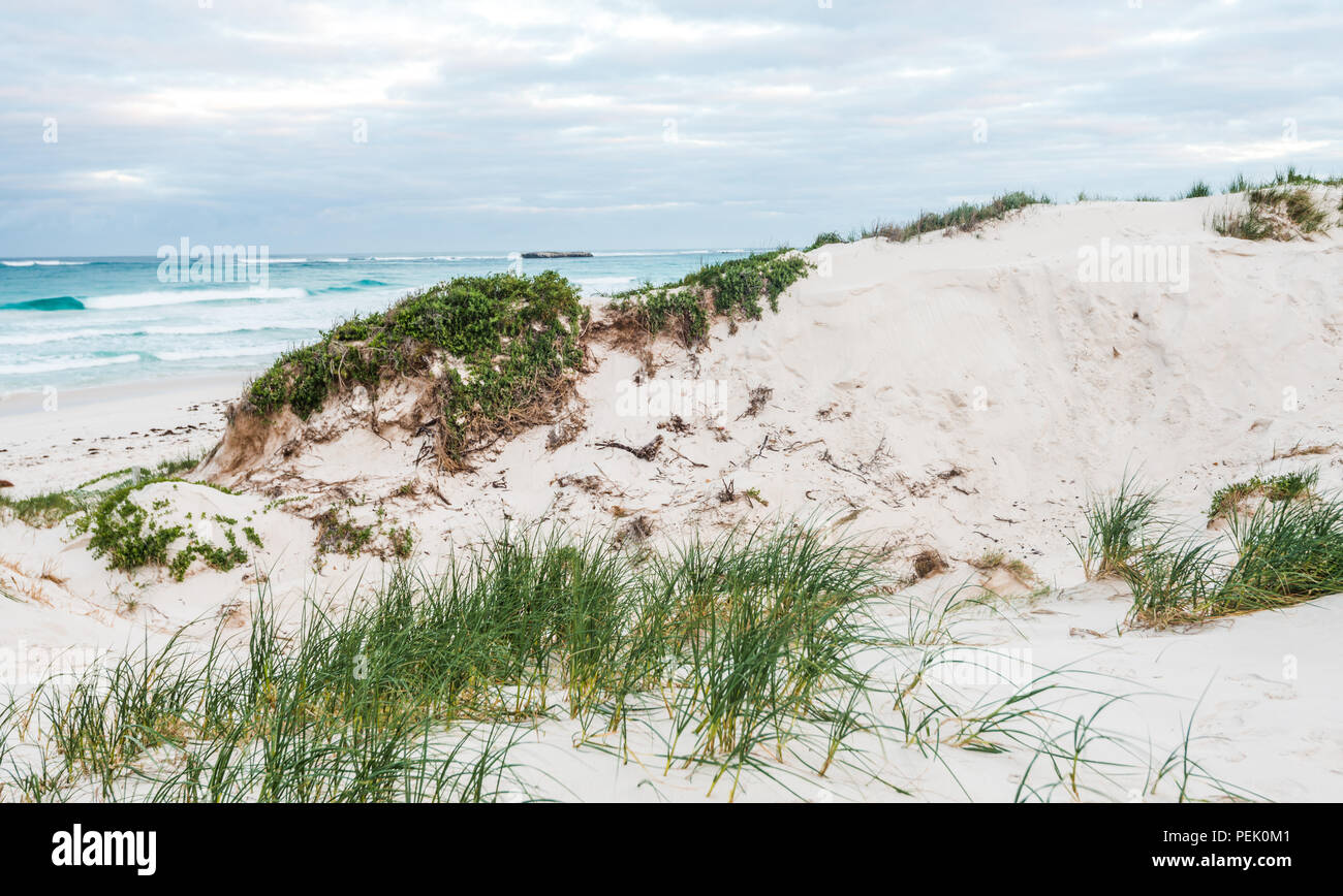 Sand dunes with grass and the beach near Lancelin, Perth, Western ...