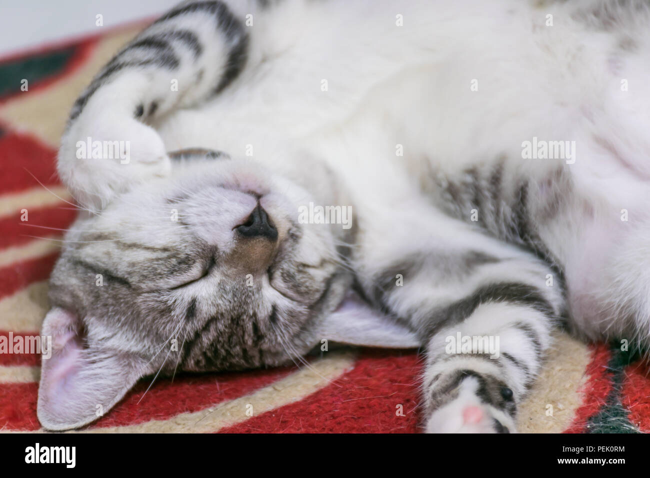 Pic picture image hi-res stock photography and images - Alamy