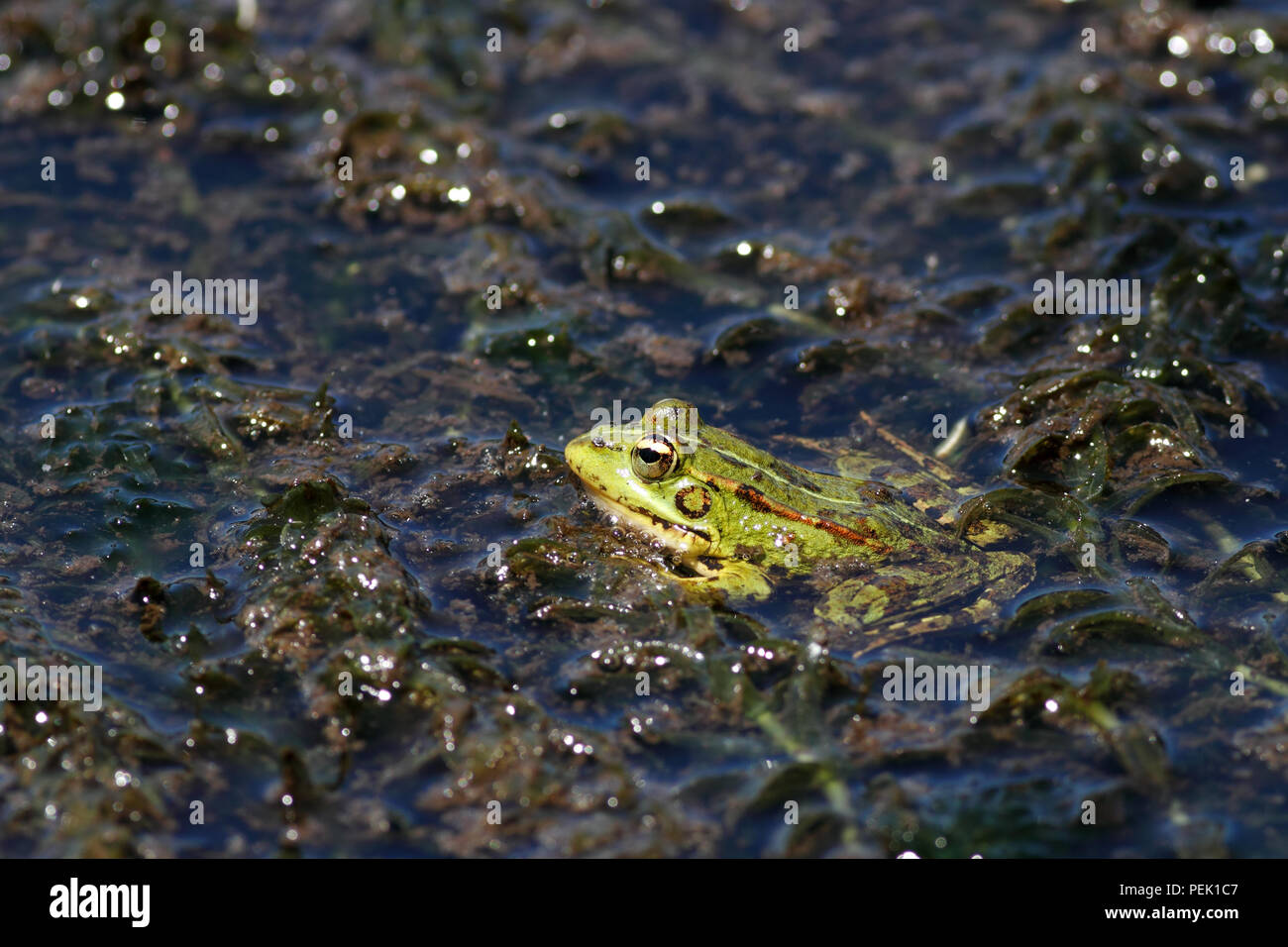 Common European green frog Stock Photo - Alamy