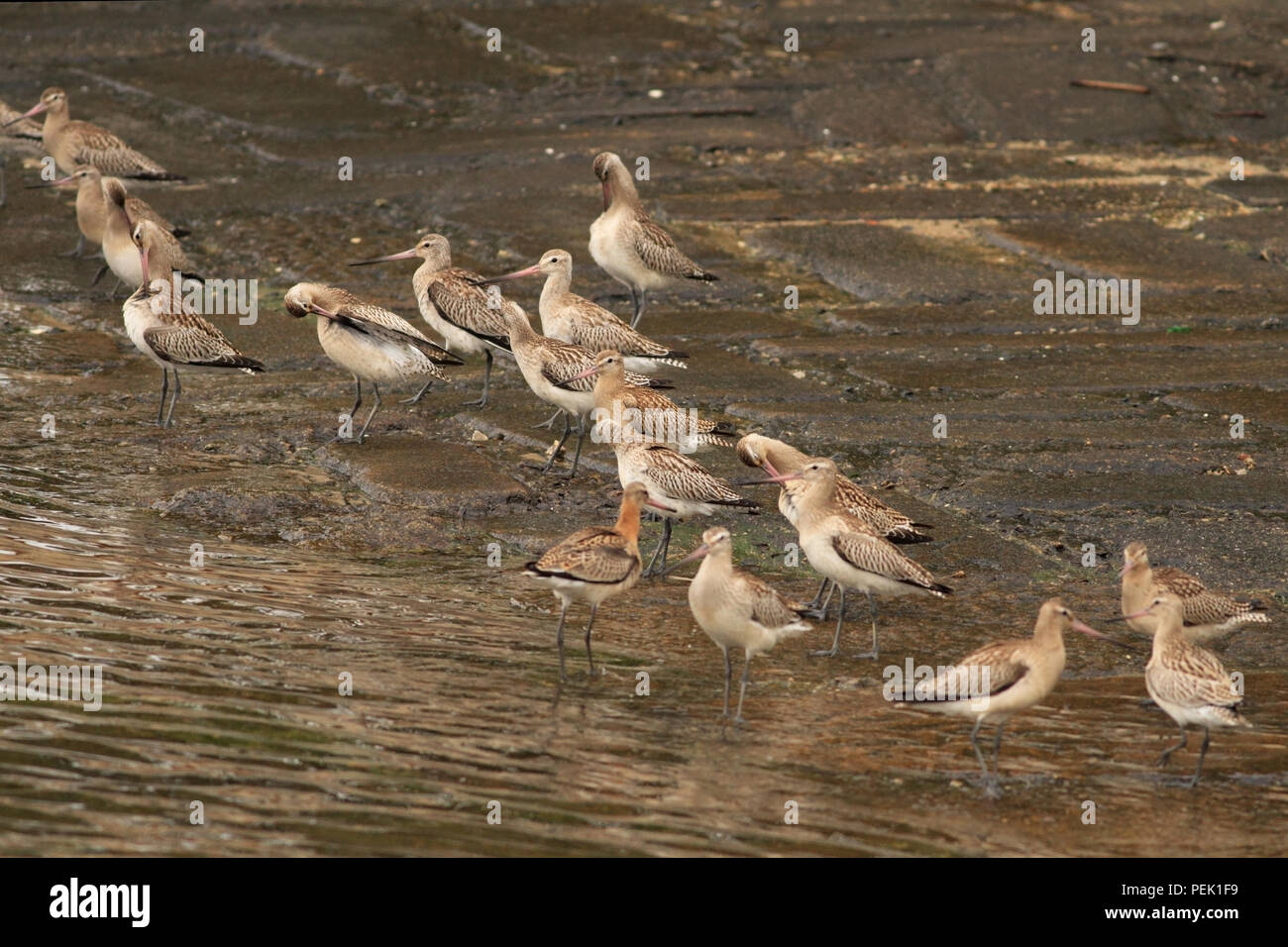 Sandpipers resting in nthe Douro river border waiting for the low tide ...
