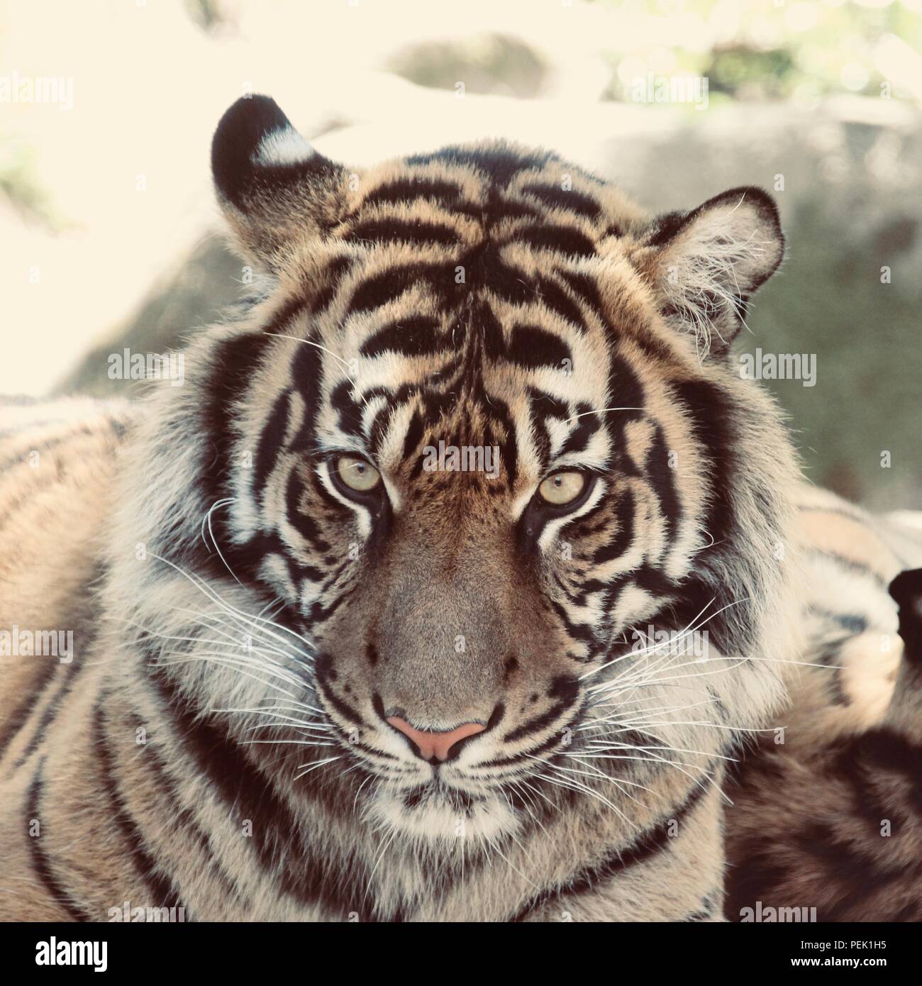 A stunning Tiger stares directly at the camera Stock Photo - Alamy