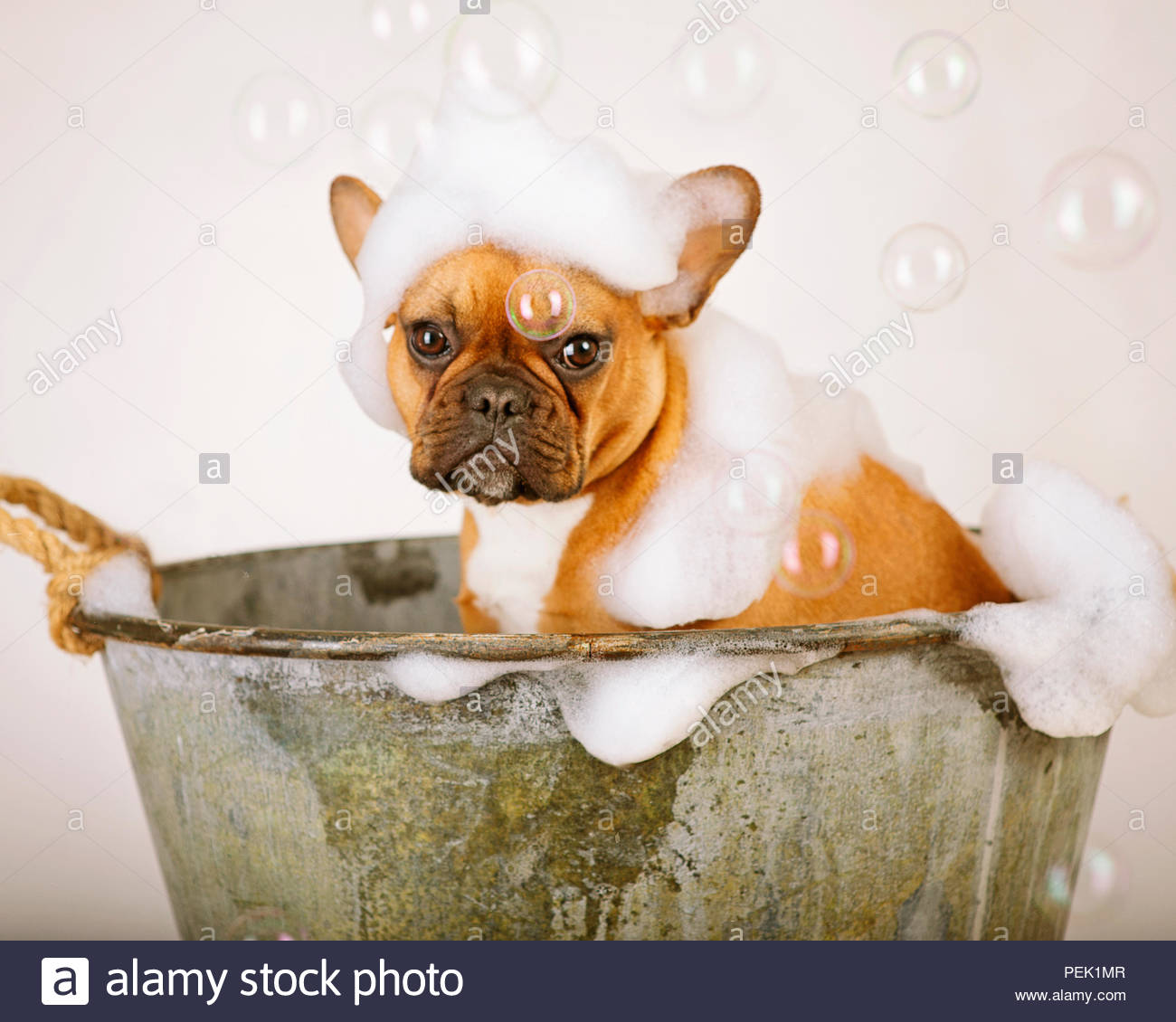Dog Bubbles Soap High Resolution Stock Photography and Images - Alamy