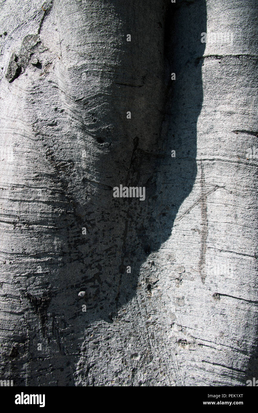 A close up view of an old tree body in California for graphic purposes ...