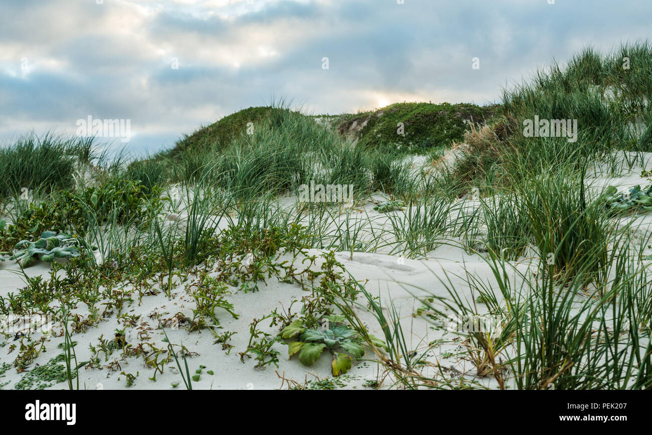 Sand dunes with grass and the beach near Lancelin, Perth, Western ...