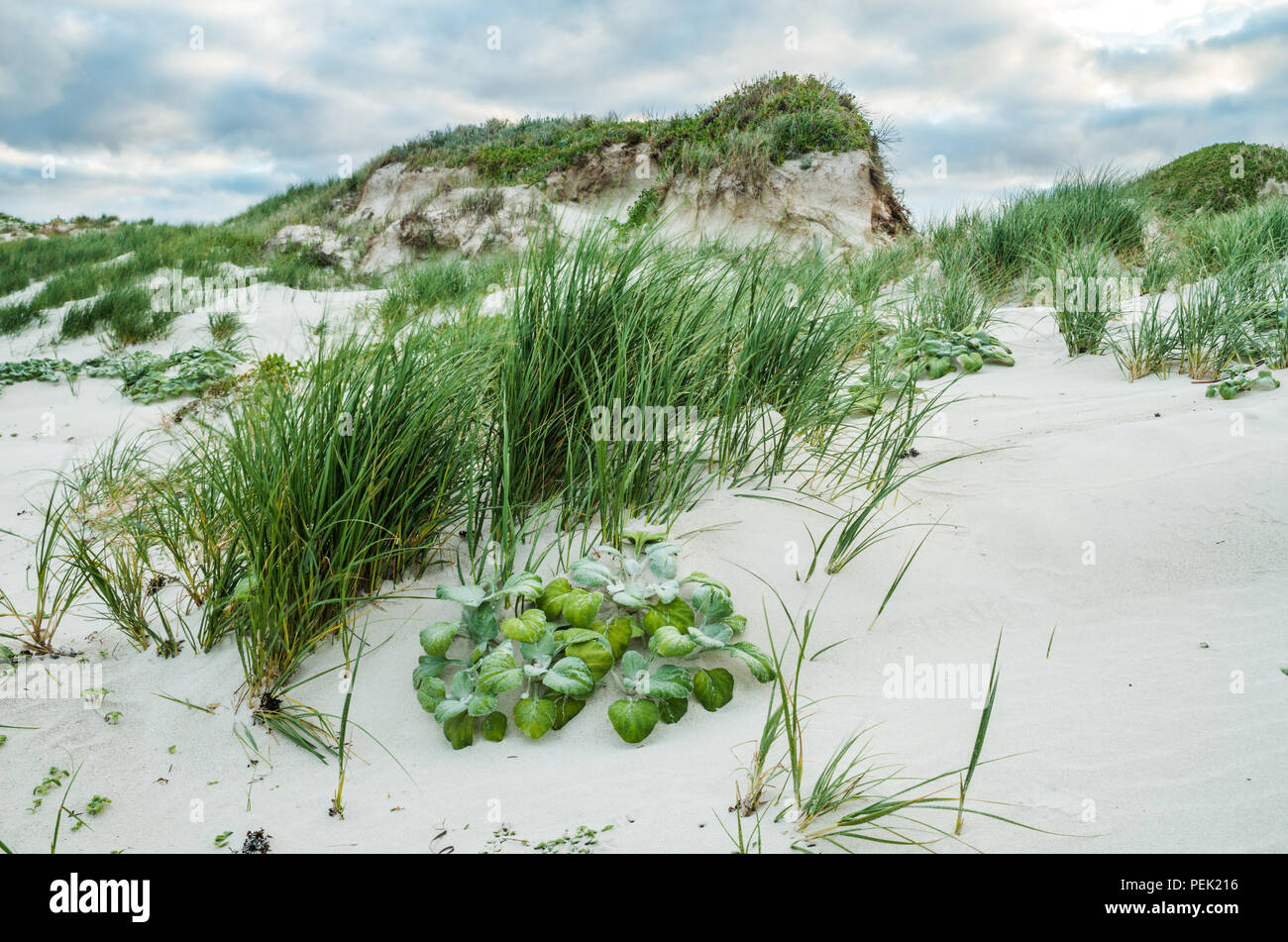 Sand dunes with grass and the beach near Lancelin, Perth, Western ...