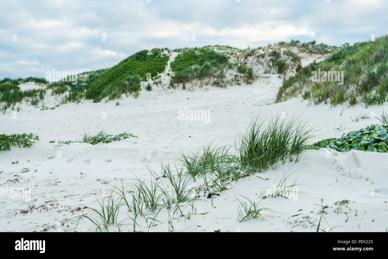 Sand dunes with grass and the beach near Lancelin, Perth, Western ...