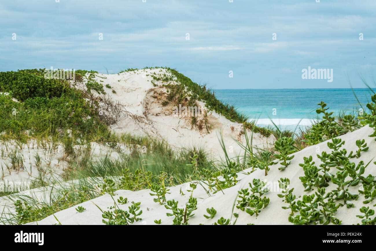 Sand dunes with grass and the beach near Lancelin, Perth, Western ...