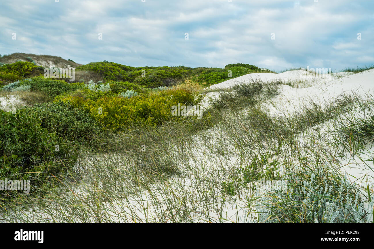 Sand dunes with grass and the beach near Lancelin, Perth, Western ...