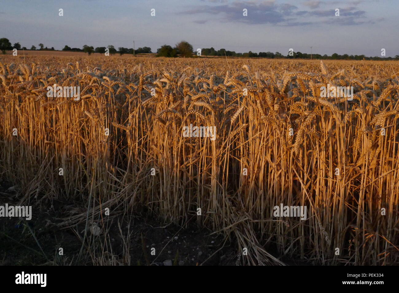 Weather wheatfield yellow hi-res stock photography and images - Alamy