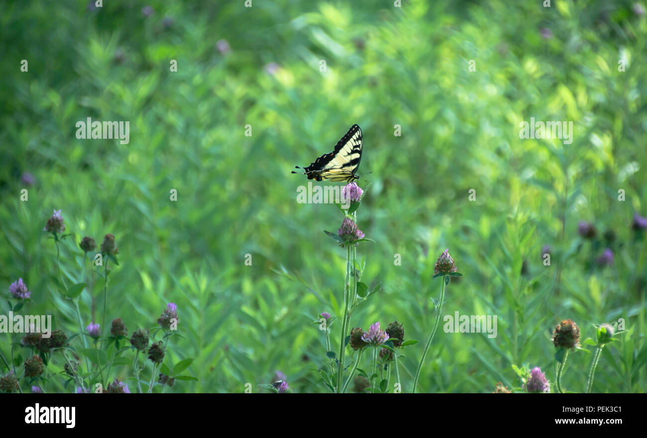Tiger Swallowtail Butterflies. A Rural Meadow in Indiana Stock Photo ...