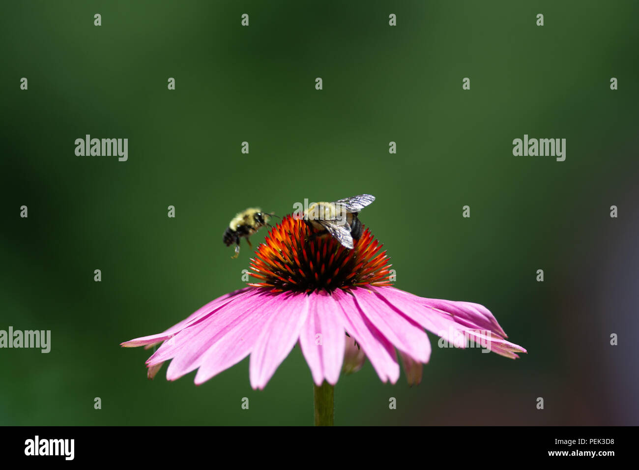 Close up bees flying around hi-res stock photography and images - Alamy