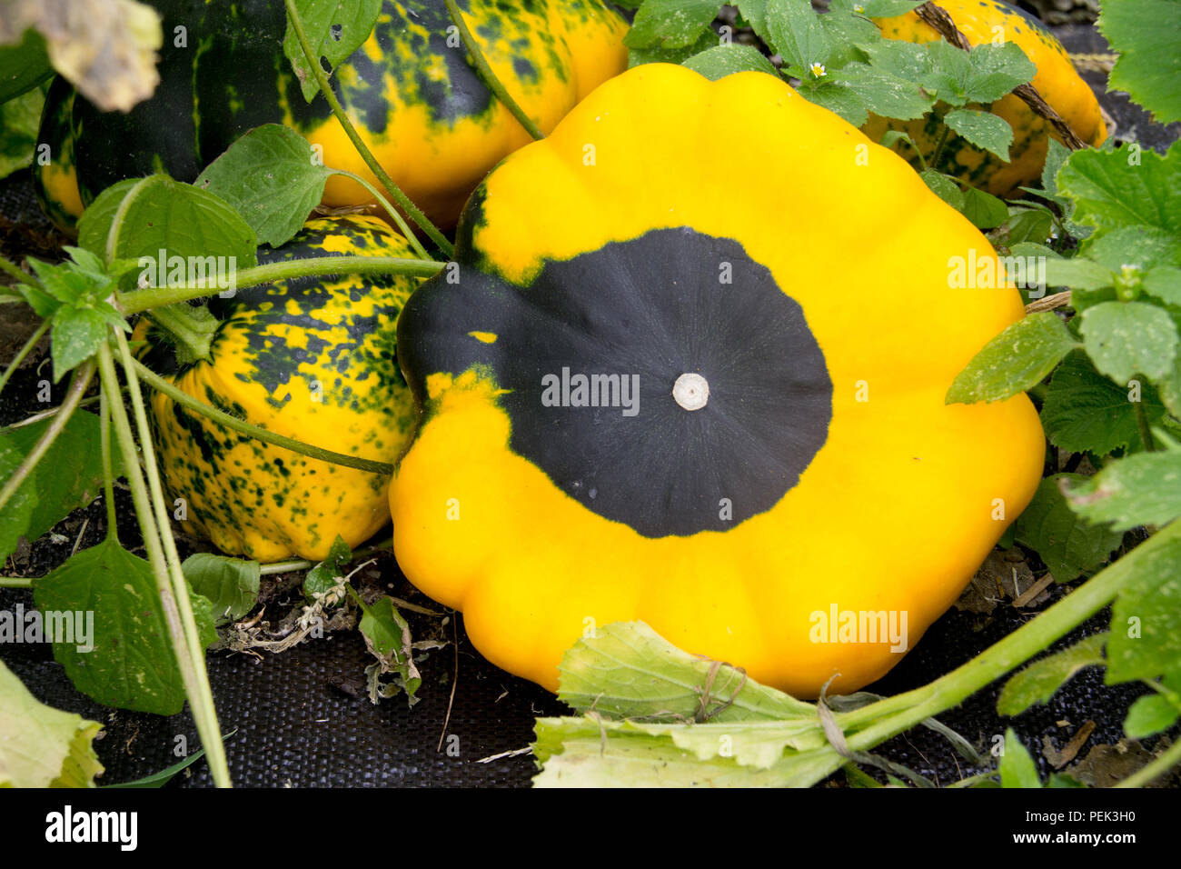 huge size pattypan squash crop plant in the garden Stock Photo - Alamy