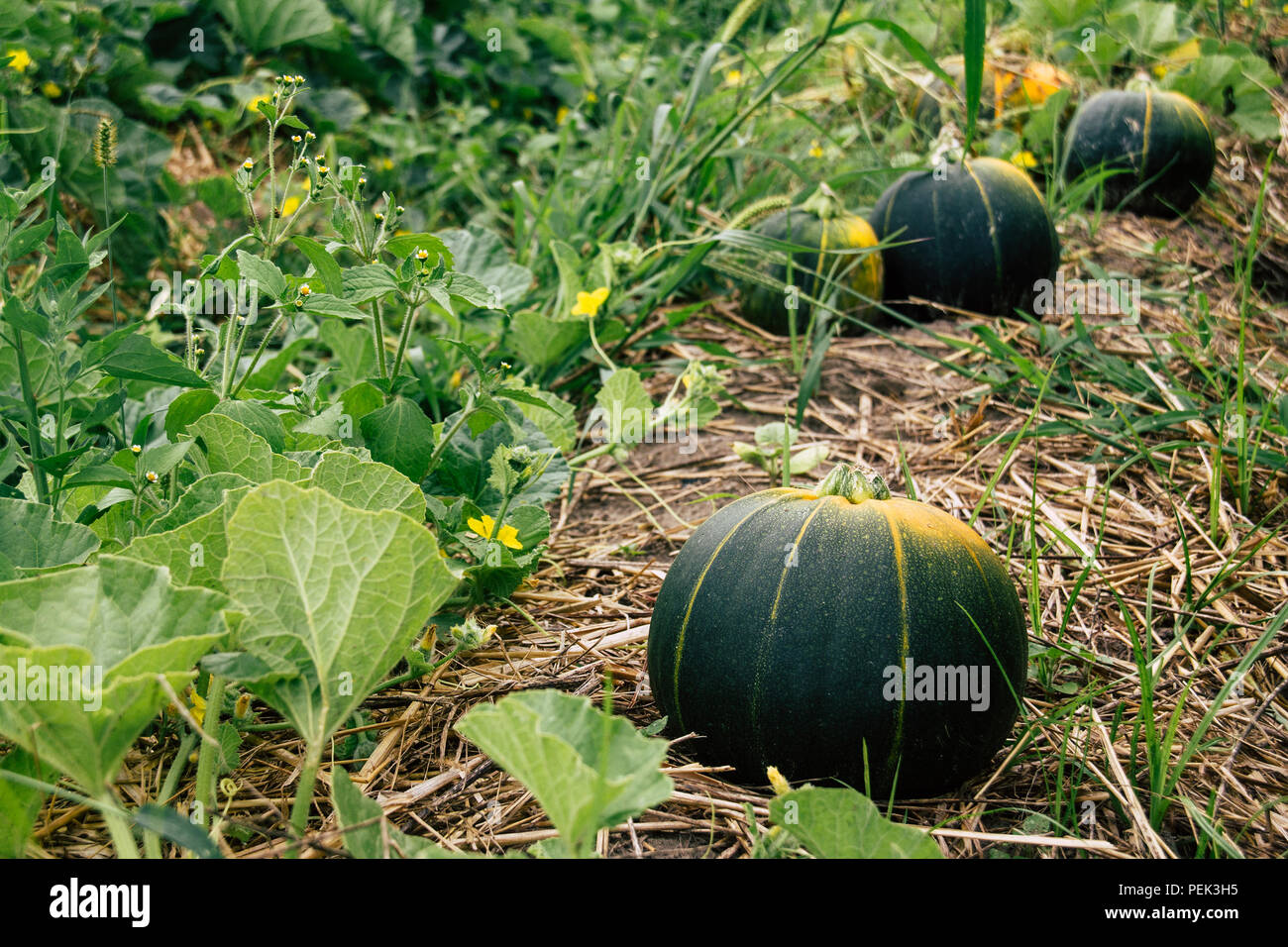 huge round zucchini squash crop in the garden Stock Photo - Alamy