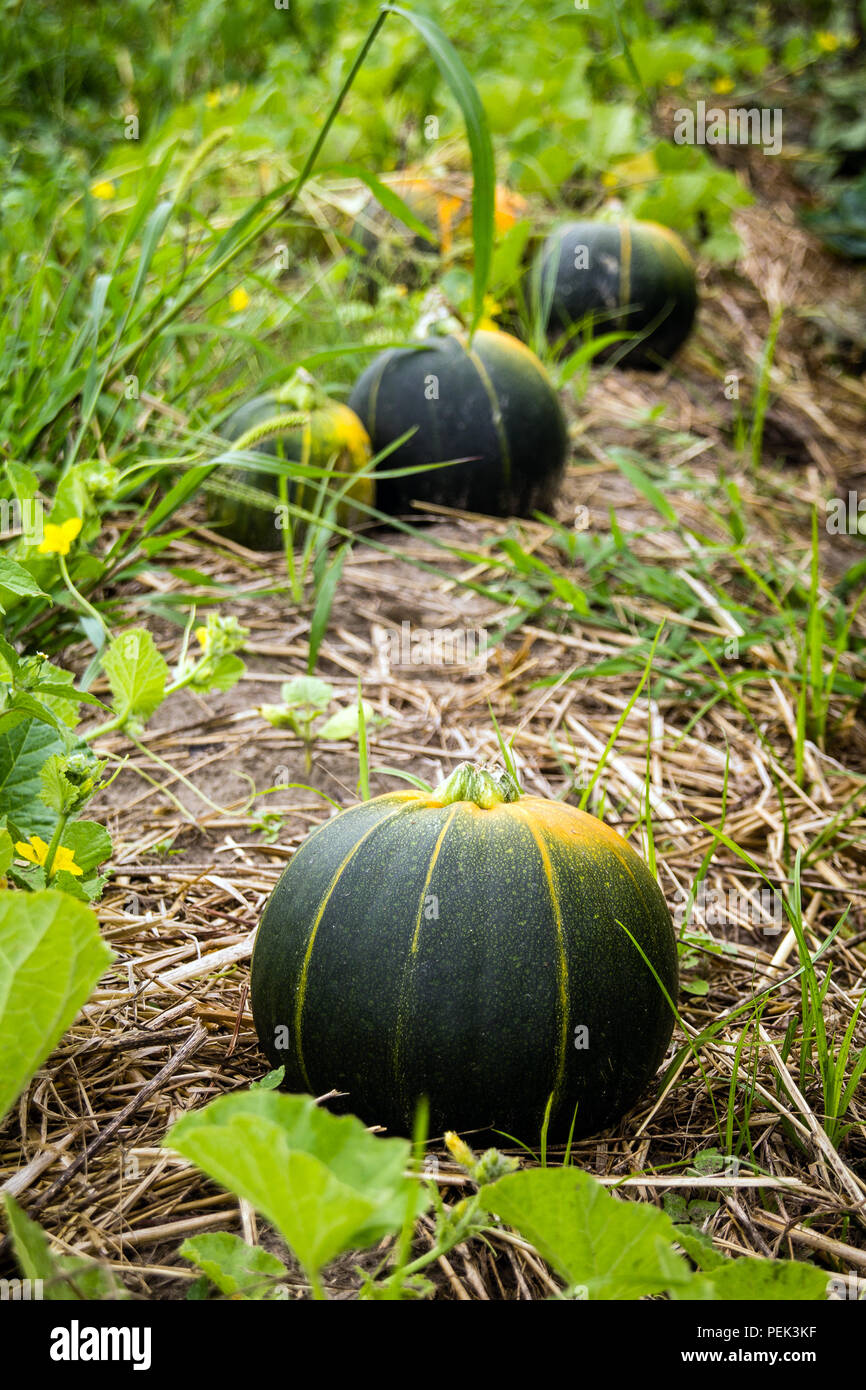 huge round zucchini squash crop in the garden Stock Photo - Alamy