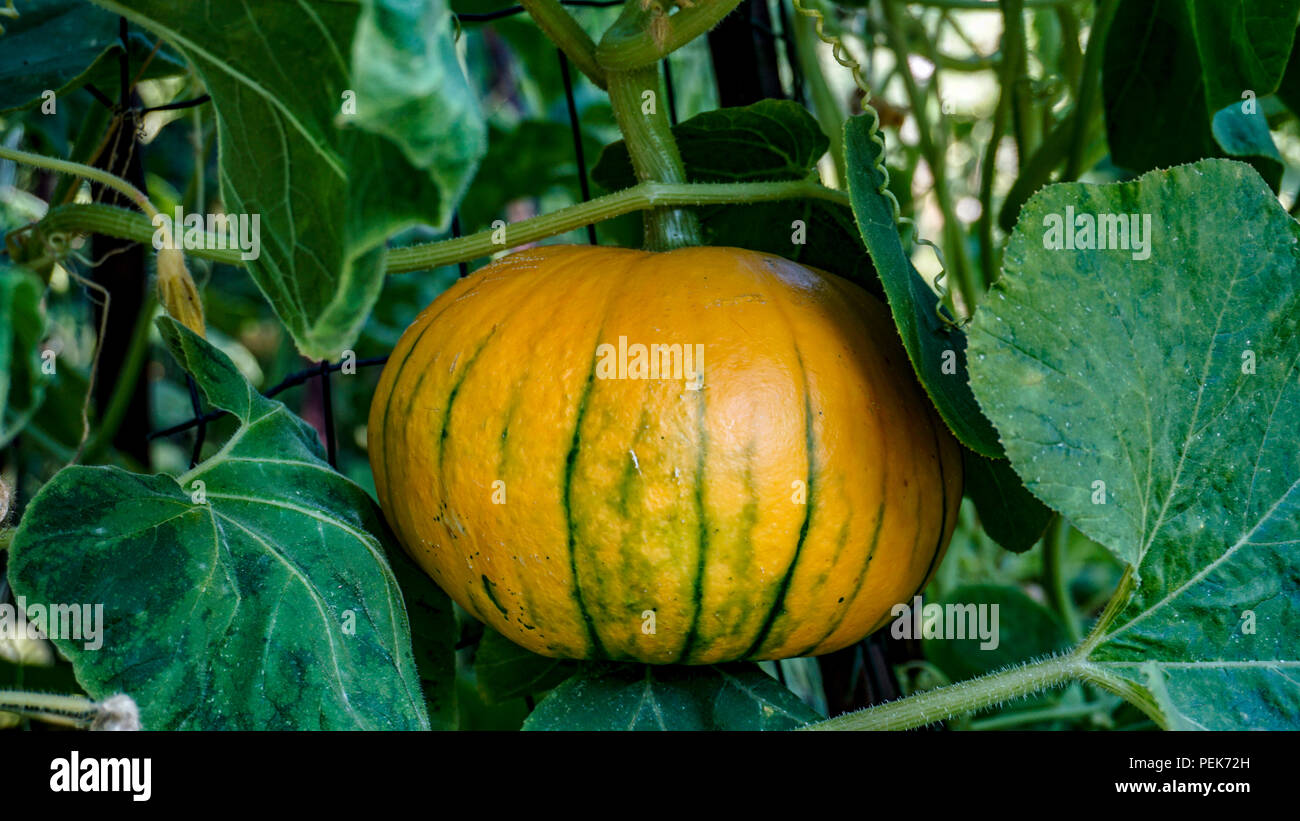 Turban squash hi-res stock photography and images - Alamy