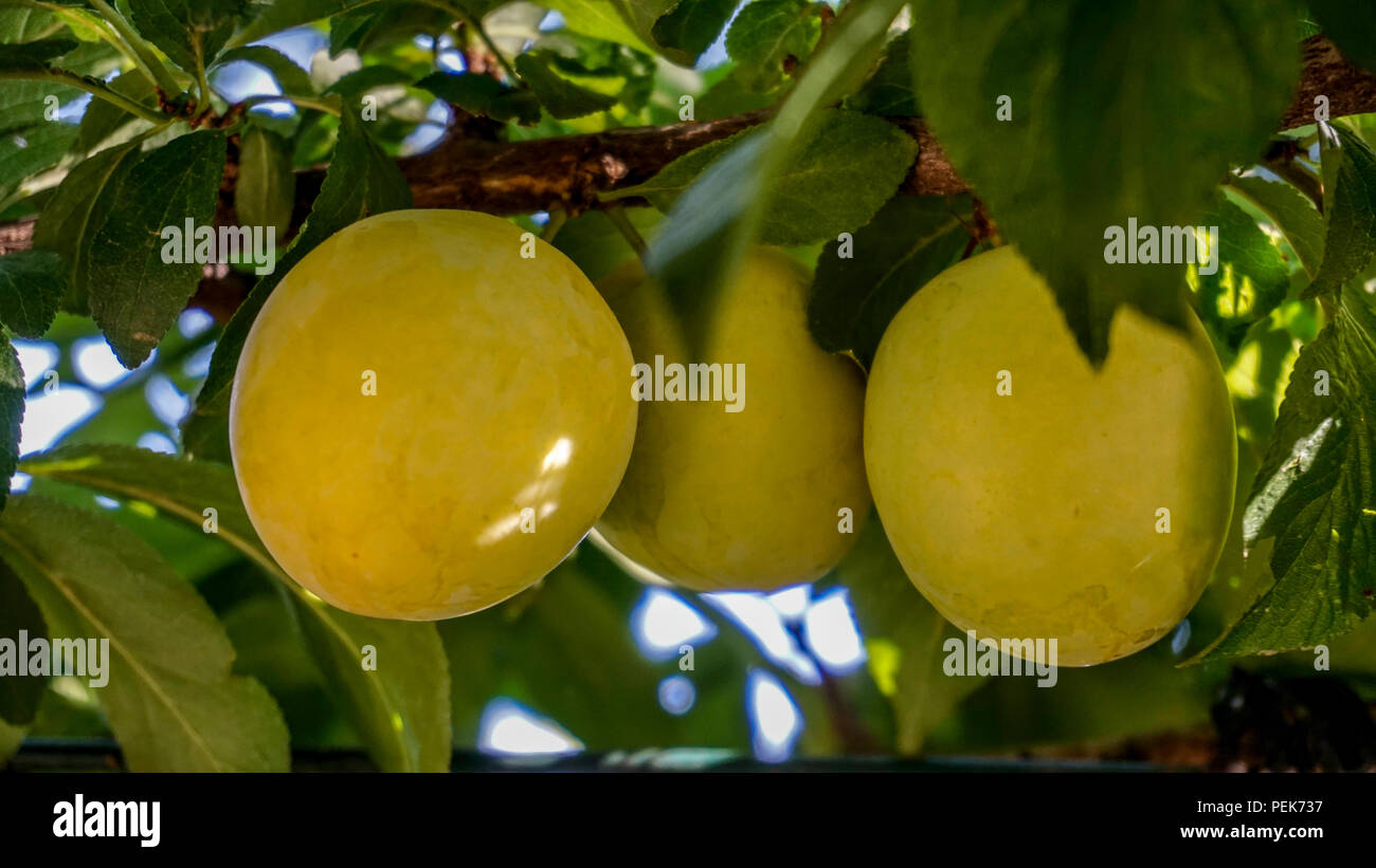 Plum tree ripe plums fruits hi-res stock photography and images - Alamy