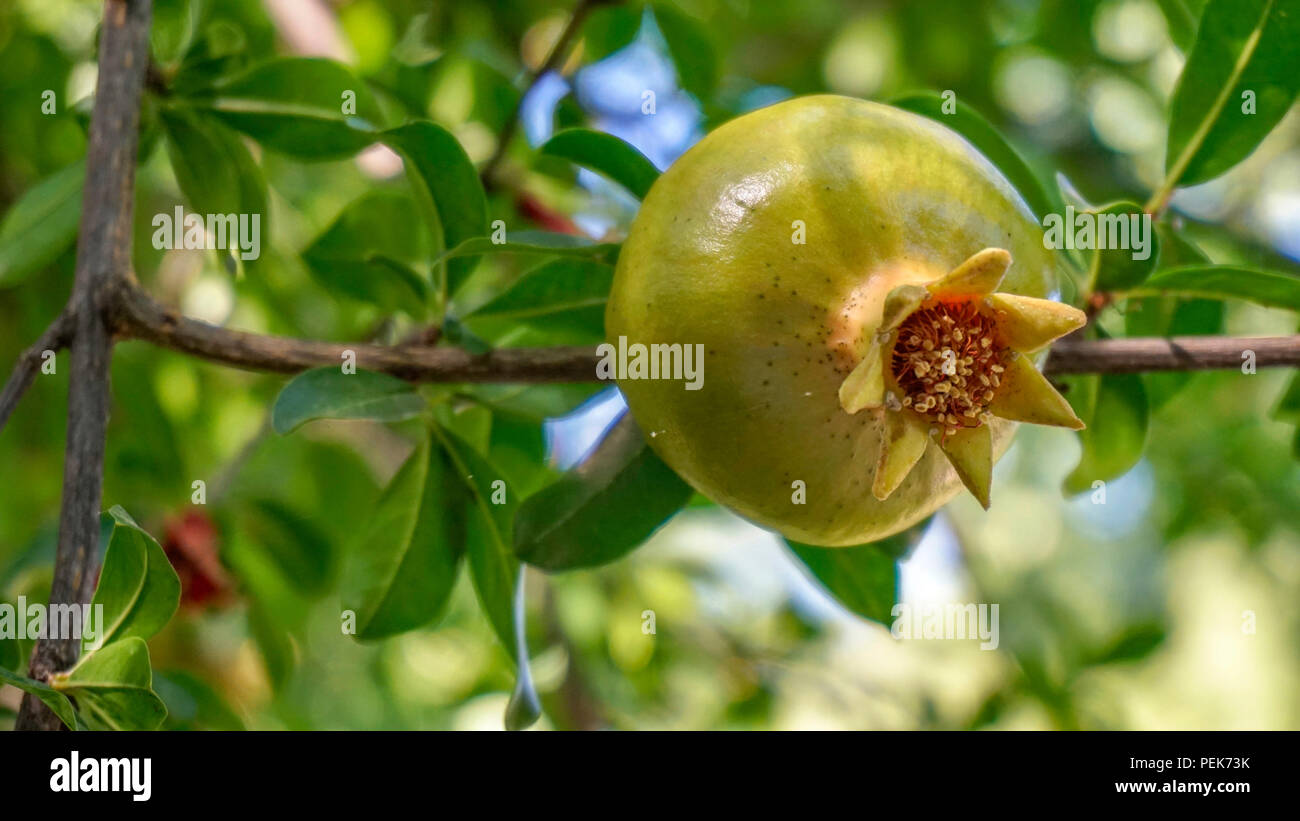Pomegranate fruit and pomegranate trees hi-res stock photography and ...